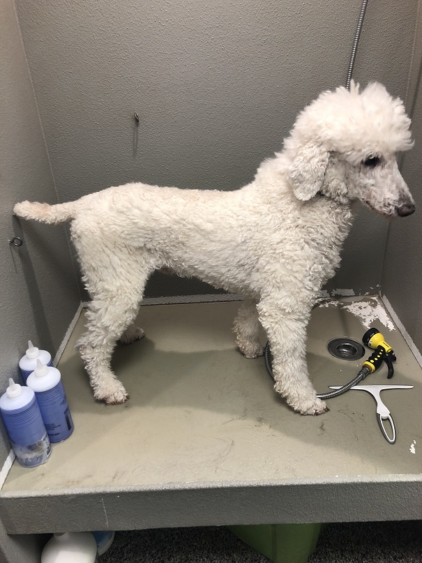 Gallery - Pooch Trim Victoria Grooming Services